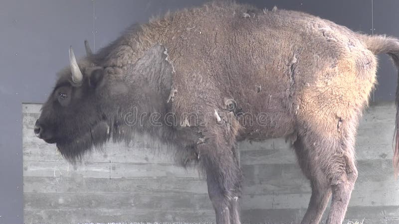 Bull pee and eat in zoo stock video. Video of green - 193982741
