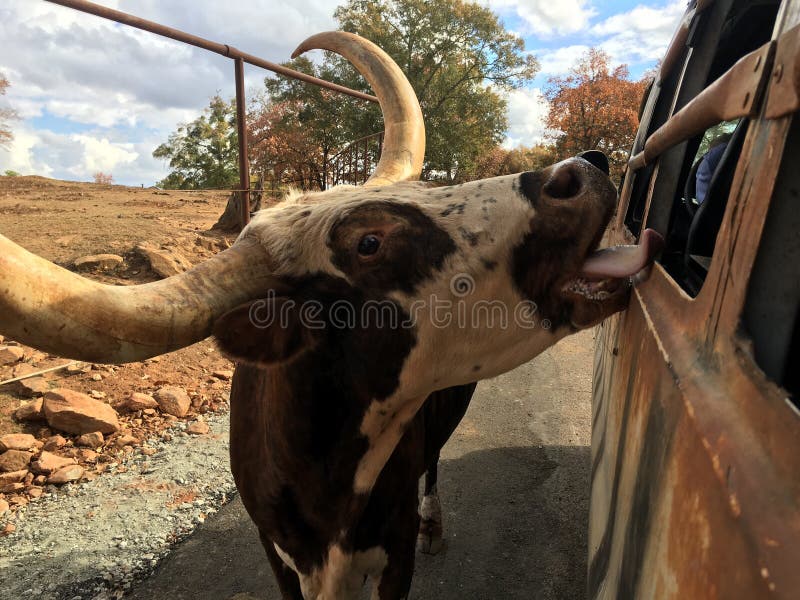Bull stock image. Image of bull, awesome, zebra, cool - 88489265