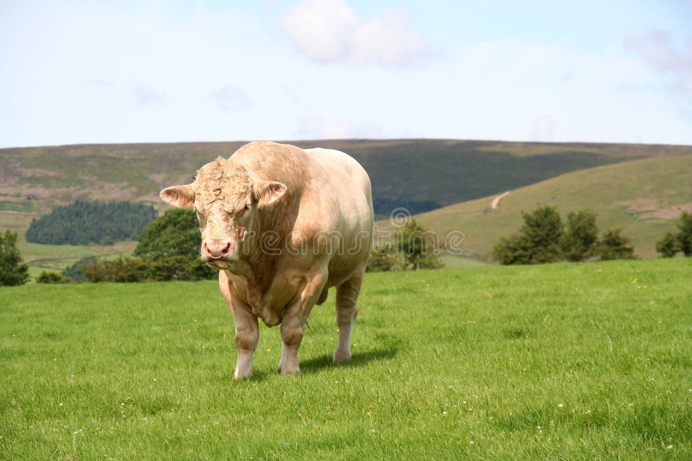 Bull. stock image. Image of field, animal, agriculture - 44097775