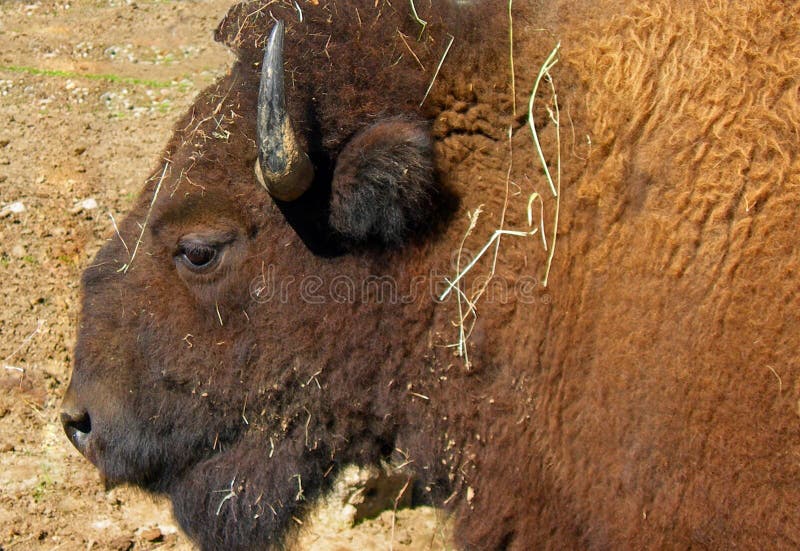 Bull Picture. Image: 8927017