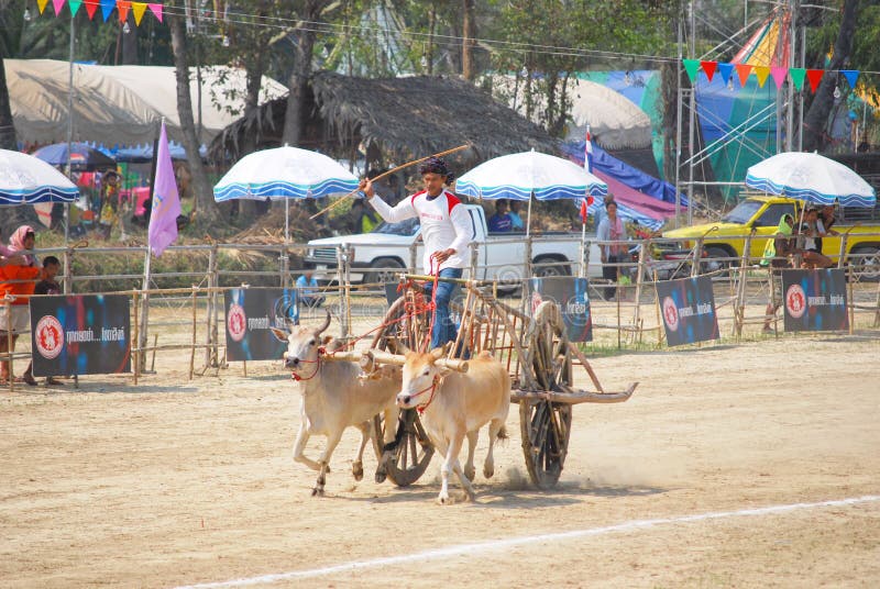 Bull race editorial photography. Image of compete, competition - 32827462