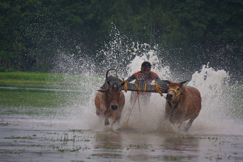 Bull Race at Canning,India editorial image. Image of sports - 26704995