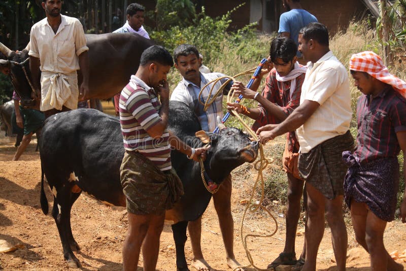 Bull race editorial image. Image of india, travel, black - 89574410