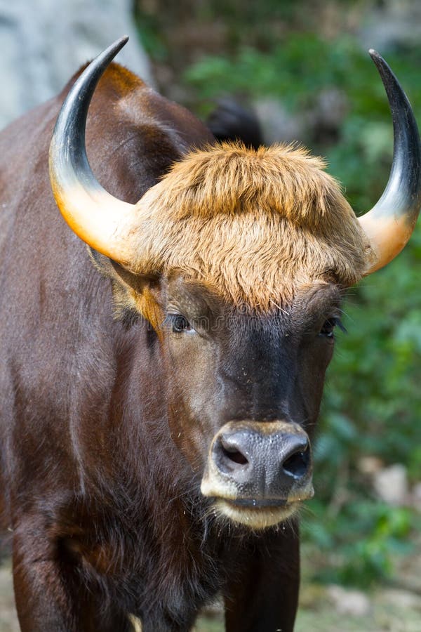 Bull stock image. Image of horned, conservation, gaur - 57648337