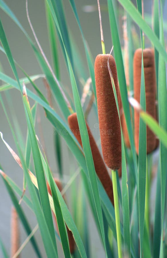 Bull reed stock image. Image of typha, latifolia, ecosystem - 4513059