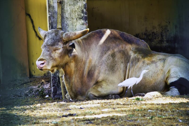 Bull and bird stock photo. Image of fort, birds, rama - 49489098