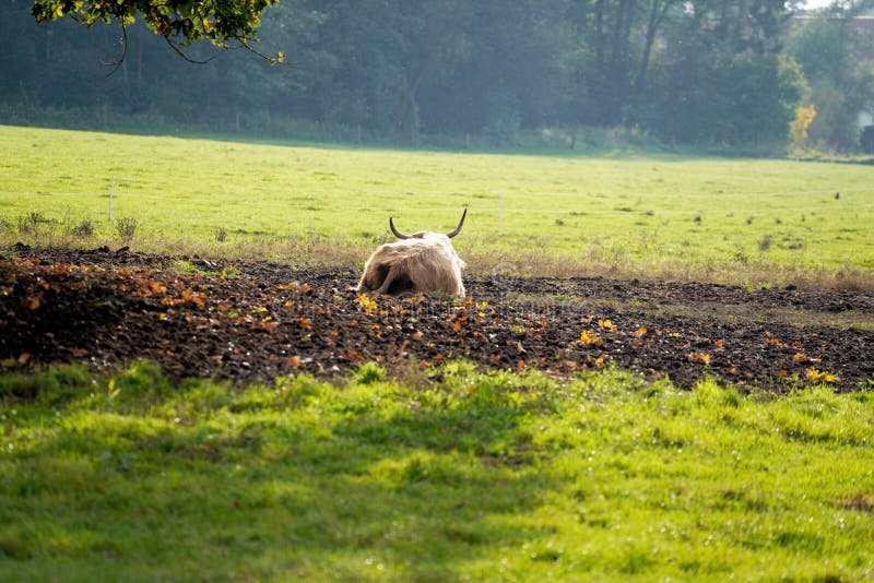 Bull Resting in a Grass Field Stock Photo - Image of horn, long: 205667316