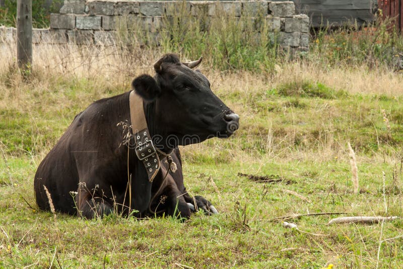 Bull stock photo. Image of cattle, hoof, food, pasture - 67266608