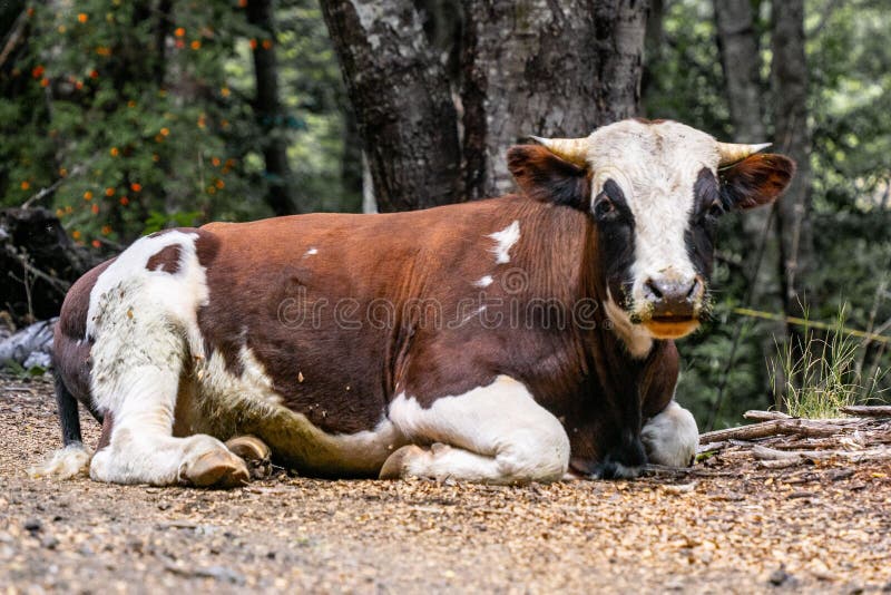 Bull Resting on the Meadows by the Trees in a Forest Stock Image ...