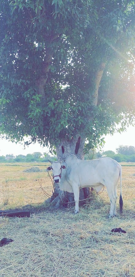 Ox Bull Cow resting stock photo. Image of islands, cows - 59712730