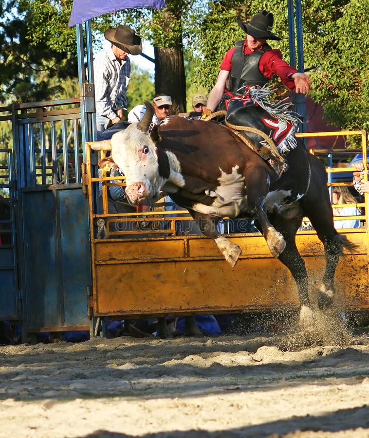 Rodeo - Cowboy Falling Off a Bull Editorial Photography - Image of ...