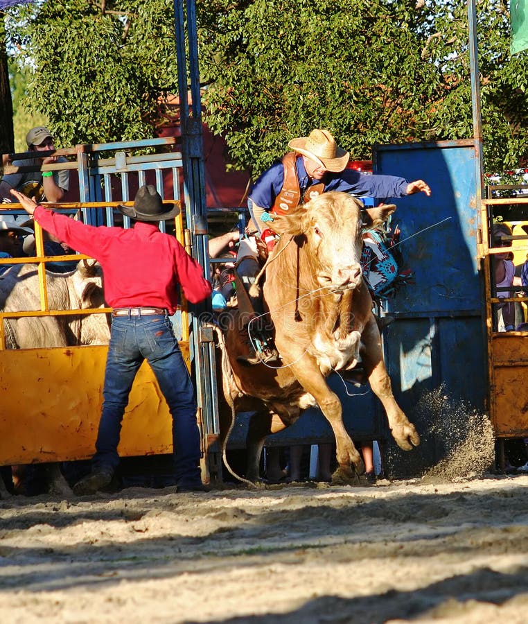 Bull Rider 2 stock photo. Image of steer, competition, wild - 220366