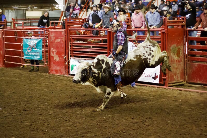 Riding the Bull stock photo. Image of bull, hooves, bovine - 721994