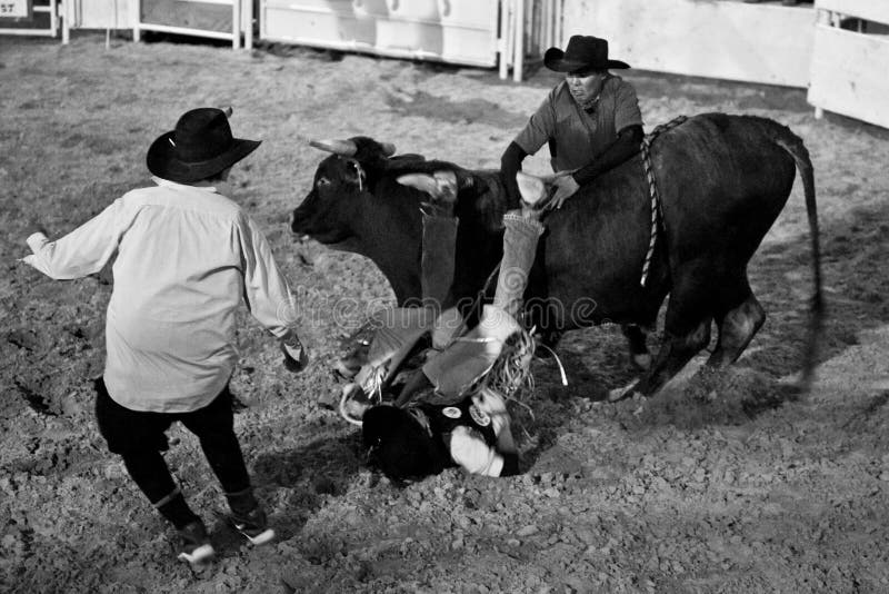 Rodeo - Cowboy Falling Off a Bull Editorial Photography - Image of ...