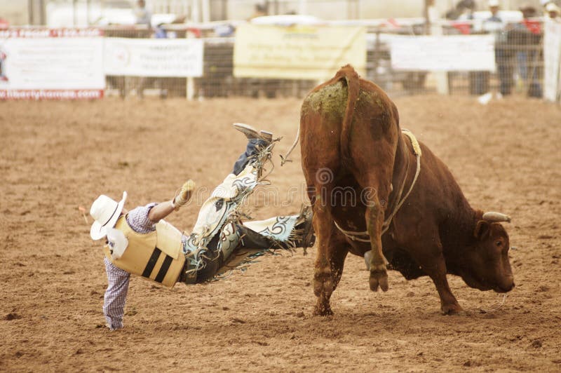 Bull riding 12 stock image. Image of rodeo, leather, ride - 2184443