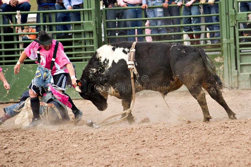 Bull riding editorial photography. Image of bucking, sport - 13267822