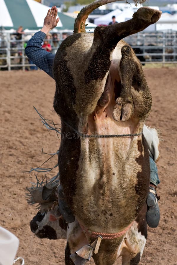 Bull riding editorial photography. Image of bucking, competition - 13267832