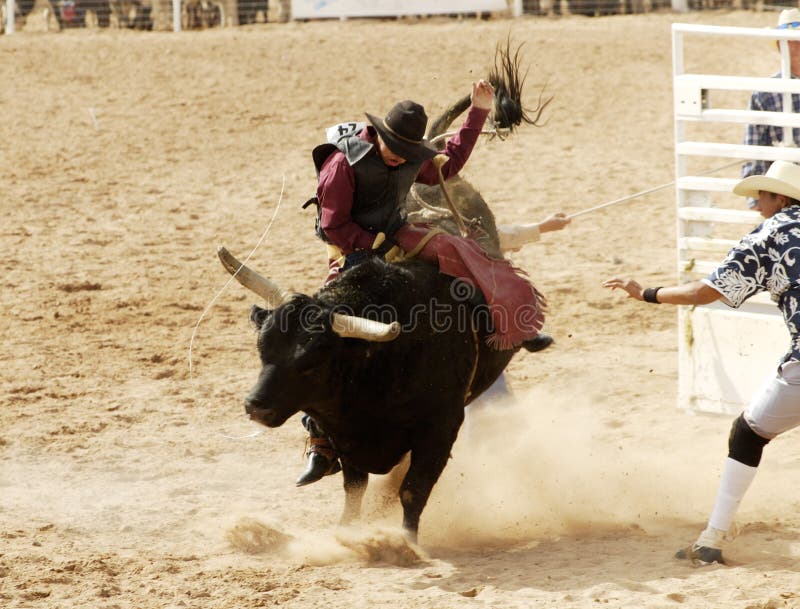Bull Riding 3 stock photo. Image of action, brahma, saddle - 547564