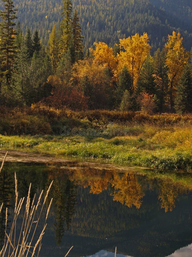 Bull River #4 stock image. Image of tamaracks, hills, pristine - 3439181