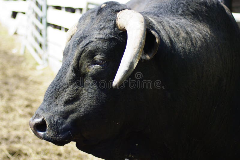 386 Big Angus Bull Stock Photos - Free & Royalty-Free Stock Photos from ...