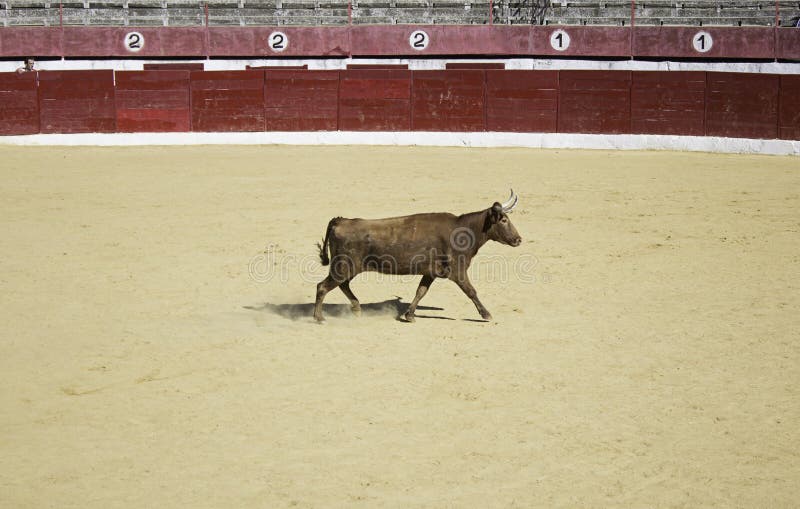 Bull in Roll stock photo. Image of bull, fight, locked - 45122460