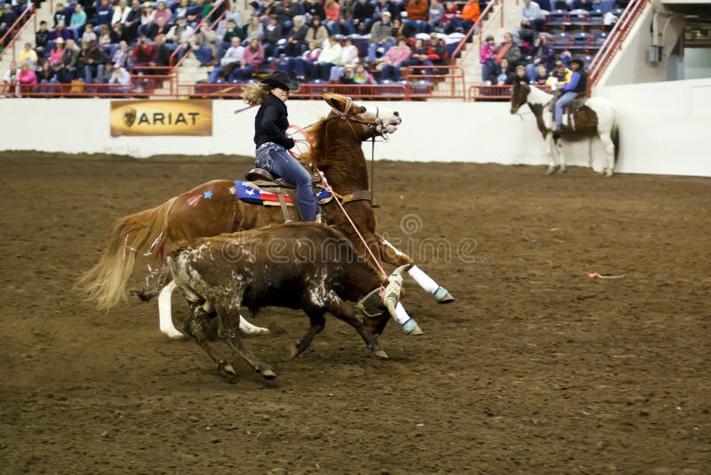 Bull Roping editorial photo. Image of spectators, dust - 28648781