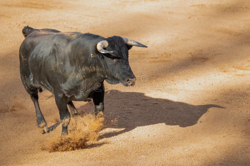 Bull Running in a Bullfight Arena. Stock Image - Image of culture, bull ...