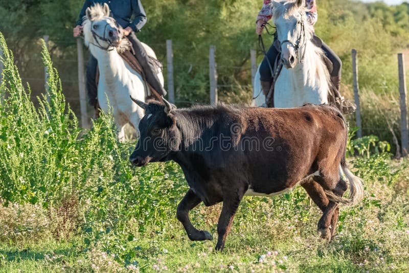 Bull running stock photo. Image of beef, dominating - 130904614