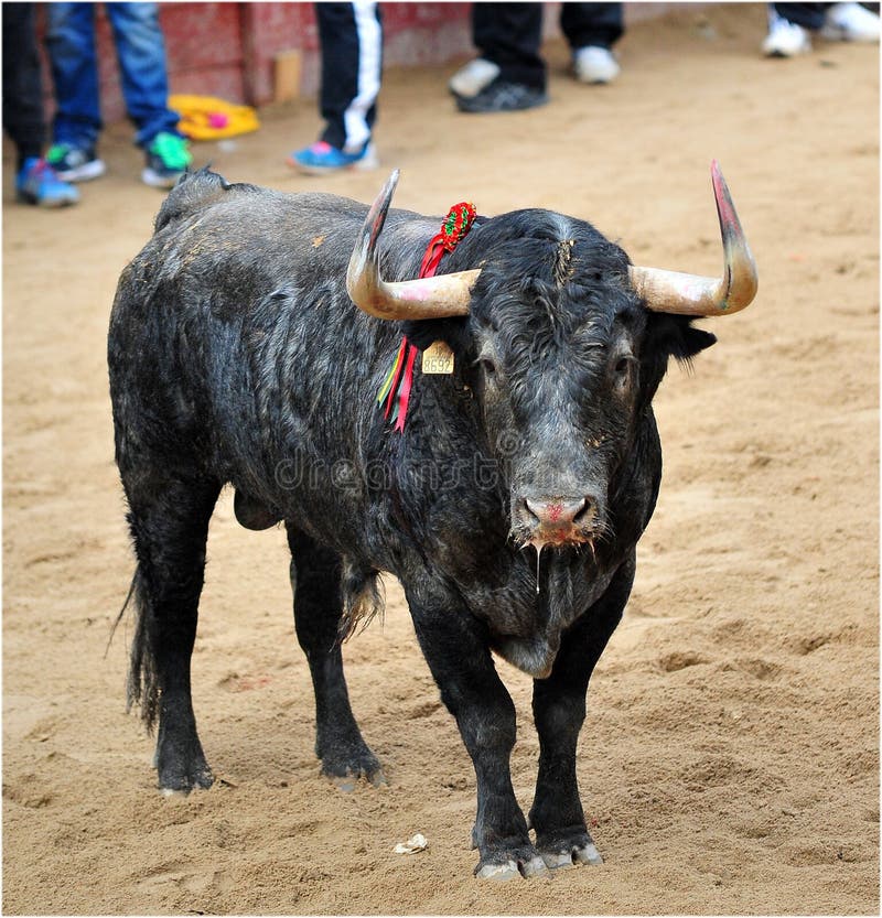 Bull Running in Spanish Bullring Editorial Photography - Image of ...