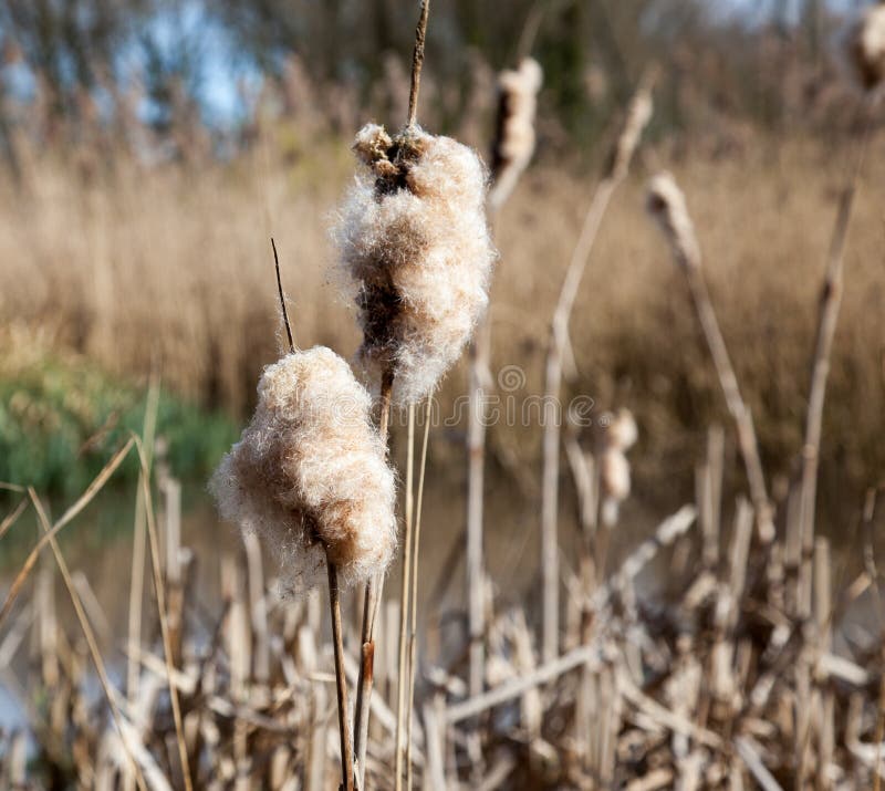 Bull rush stock image. Image of reed, chalk, endangered - 24014047