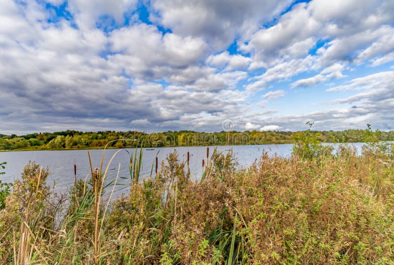 Lakeside Bull Rushes and Vegetation Stock Photo - Image of lakeside ...