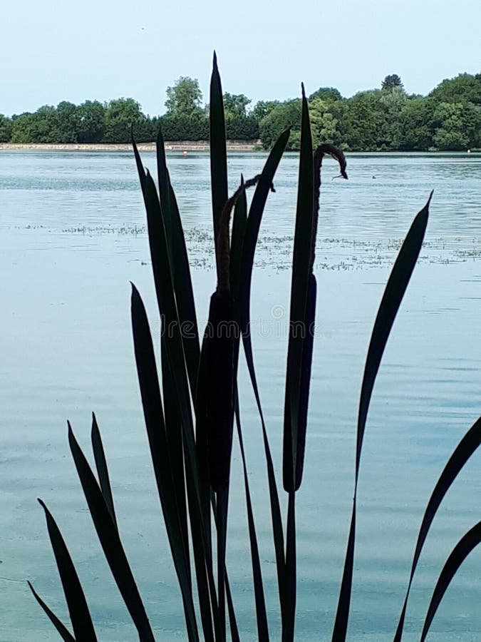 Bull Rushes Typha Latifolia, Botanical Gardens, Reunion Stock Photo ...