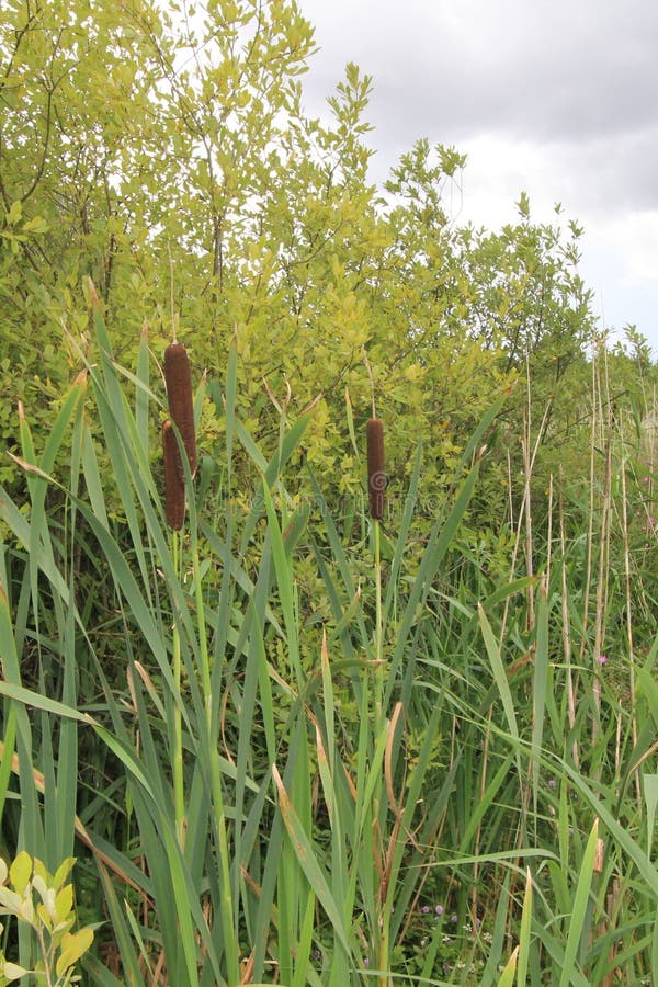 Bull Rushes, Grass And Tall Trees Stock Image - Image of outdoors ...