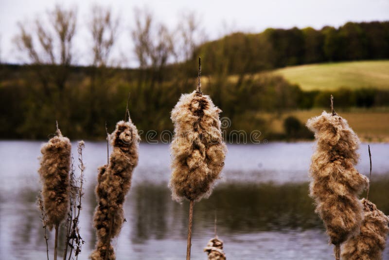 Rushes on the river bank stock photo. Image of closeup - 153561636