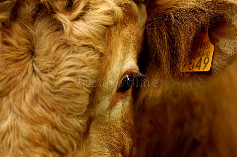 Bull s eye stock image. Image of detail, horns, label - 1769079