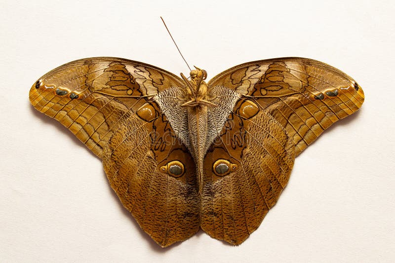 An Bull S-Eye Butterfly. Eryphanis Reevesii. Stock Image - Image of ...