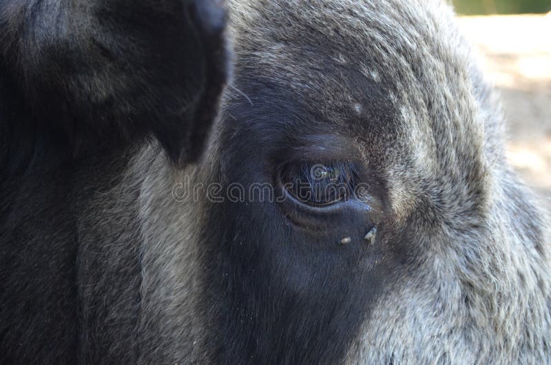 Bull s eye stock image. Image of mammals, goats, hooves - 54543237