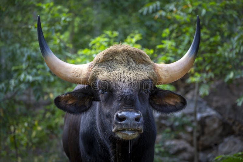 101 Gaur Face Stock Photos - Free & Royalty-Free Stock Photos from ...