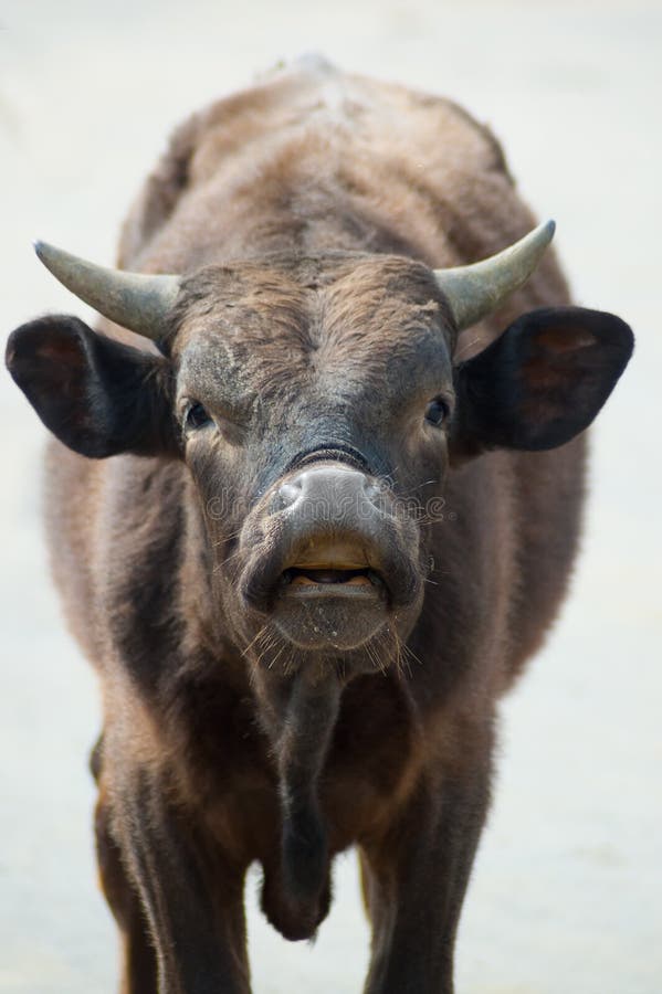 1,630 Bulls Head Photos - Free & Royalty-Free Stock Photos from Dreamstime