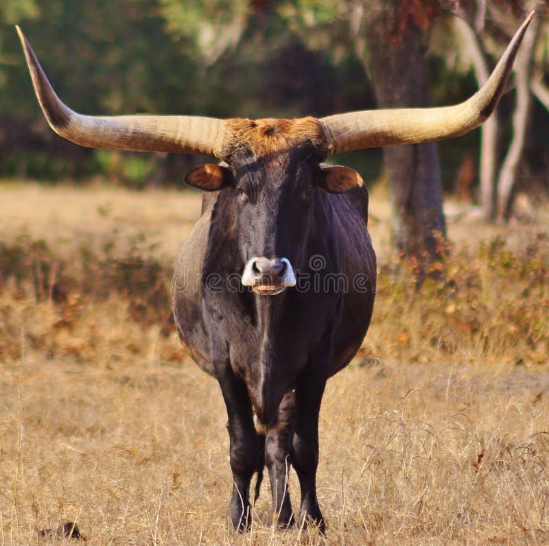 A bull s life stock image. Image of investment, solitary - 24175921