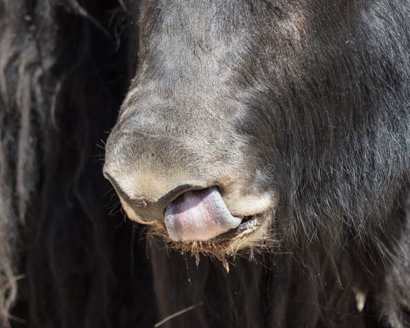 The Bull`s Tongue at the Zoo Stock Photo - Image of outdoor, cattle ...