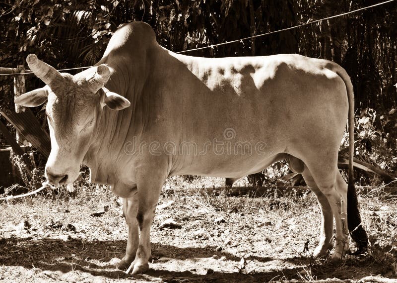 Bull shape stock photo. Image of traditional, asia, head - 30692856