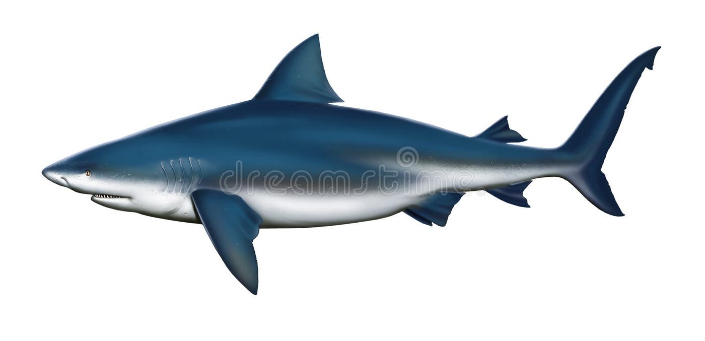 Bull Shark Stock Illustrations – 414 Bull Shark Stock Illustrations ...