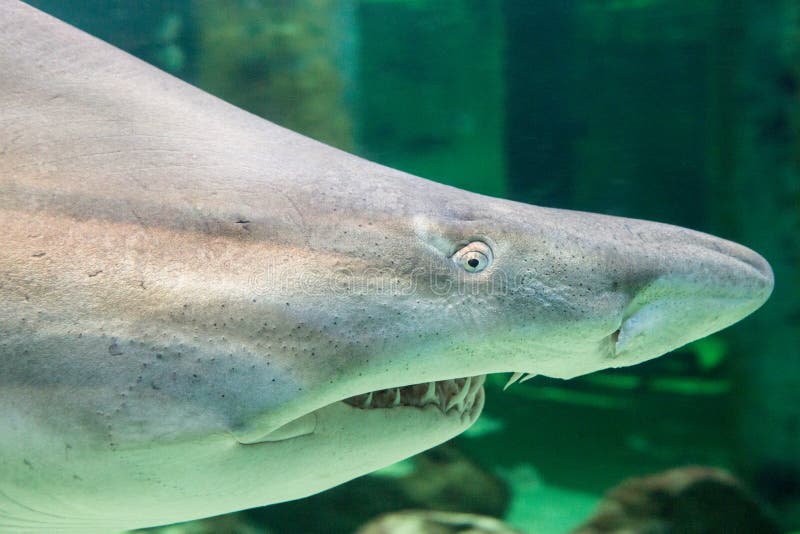 Bull Shark Teeth Stock Photos - Free & Royalty-Free Stock Photos from ...