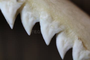 Bull shark teeth stock photo. Image of jaws, marine, leucas - 62712360