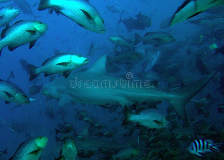 Bull Shark and Tropical Fish Stock Image - Image of ocean, side: 20267291