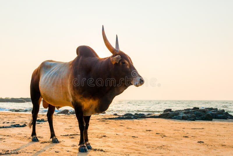 Bull with Sharp Horns on the Beach Stock Image - Image of beaches ...