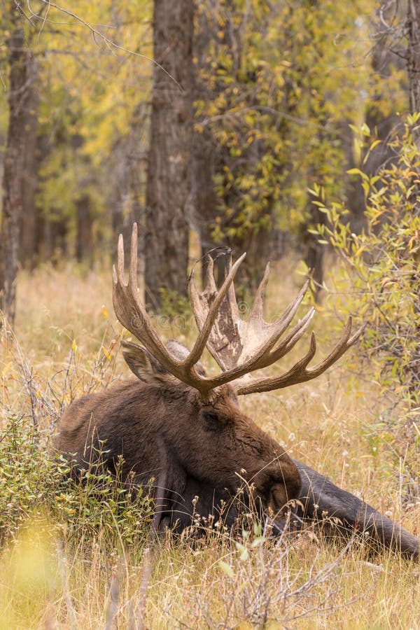 Bull Moose Bedded in Fall stock photo. Image of nature - 103406396