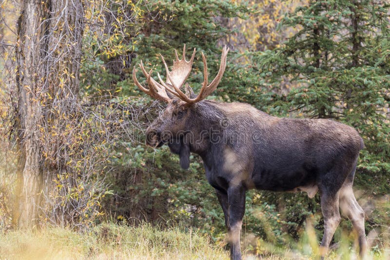 Bull Shiras Moose stock photo. Image of bull, wild, shiras - 64533628