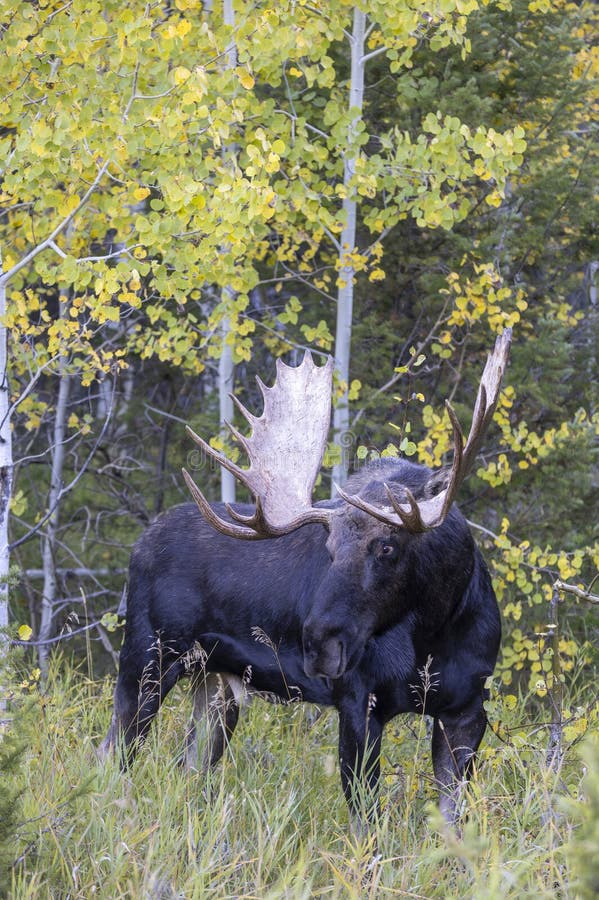 Bull Shiras Moose at Sunrise in Fall Stock Image - Image of mammal ...